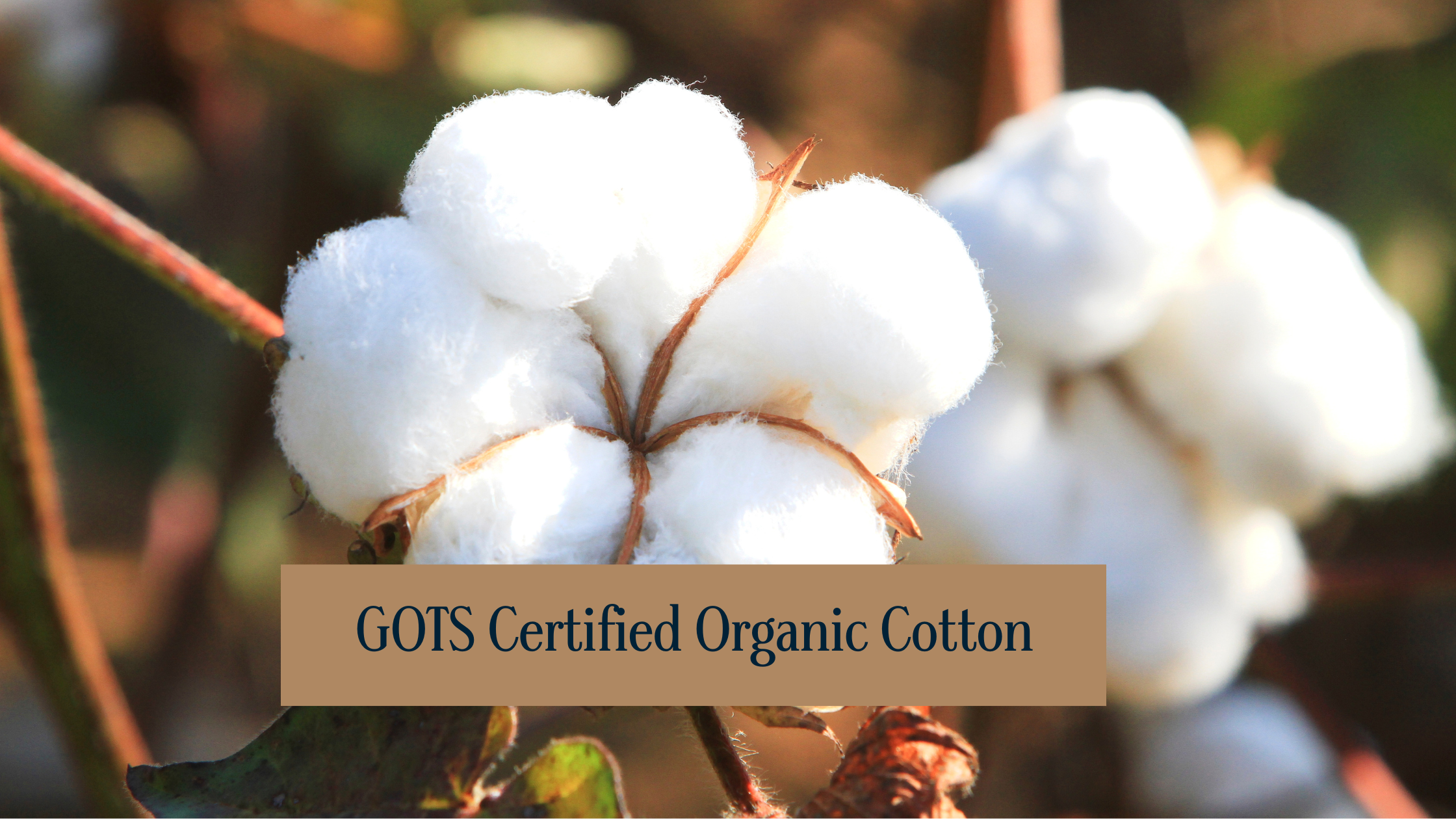 Understanding GOTS Certification – Carrie Varner